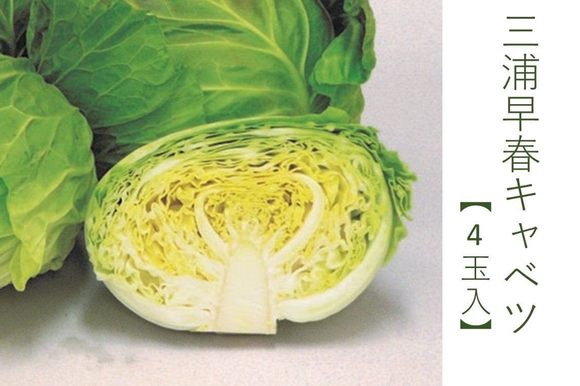 三浦早春キャベツ 【4玉入】: JA全農かながわ|【JAタウン】産地直送 通販 お取り寄せ