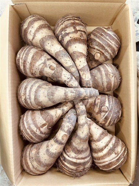 大阪府富田林市産海老芋 5kg×1箱（3Lまたは2L）: JA全農大阪|【JAタウン】産地直送 通販 お取り寄せ