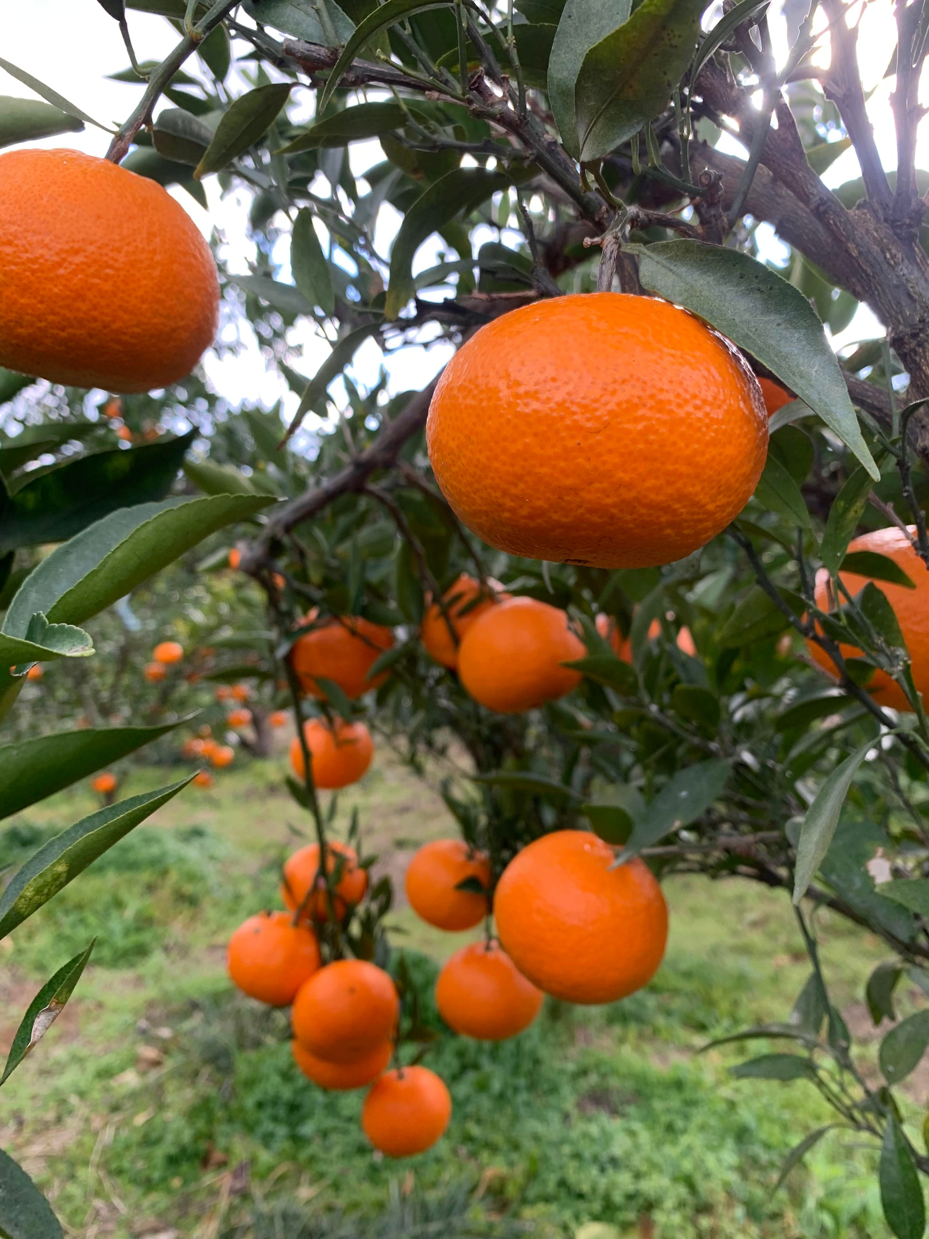 竹吉園 （家庭用）旬の柑橘詰め合わせ約4㎏【ありだっこ】: みかんの里「ありだ」|【JAタウン】産地直送 通販 お取り寄せ