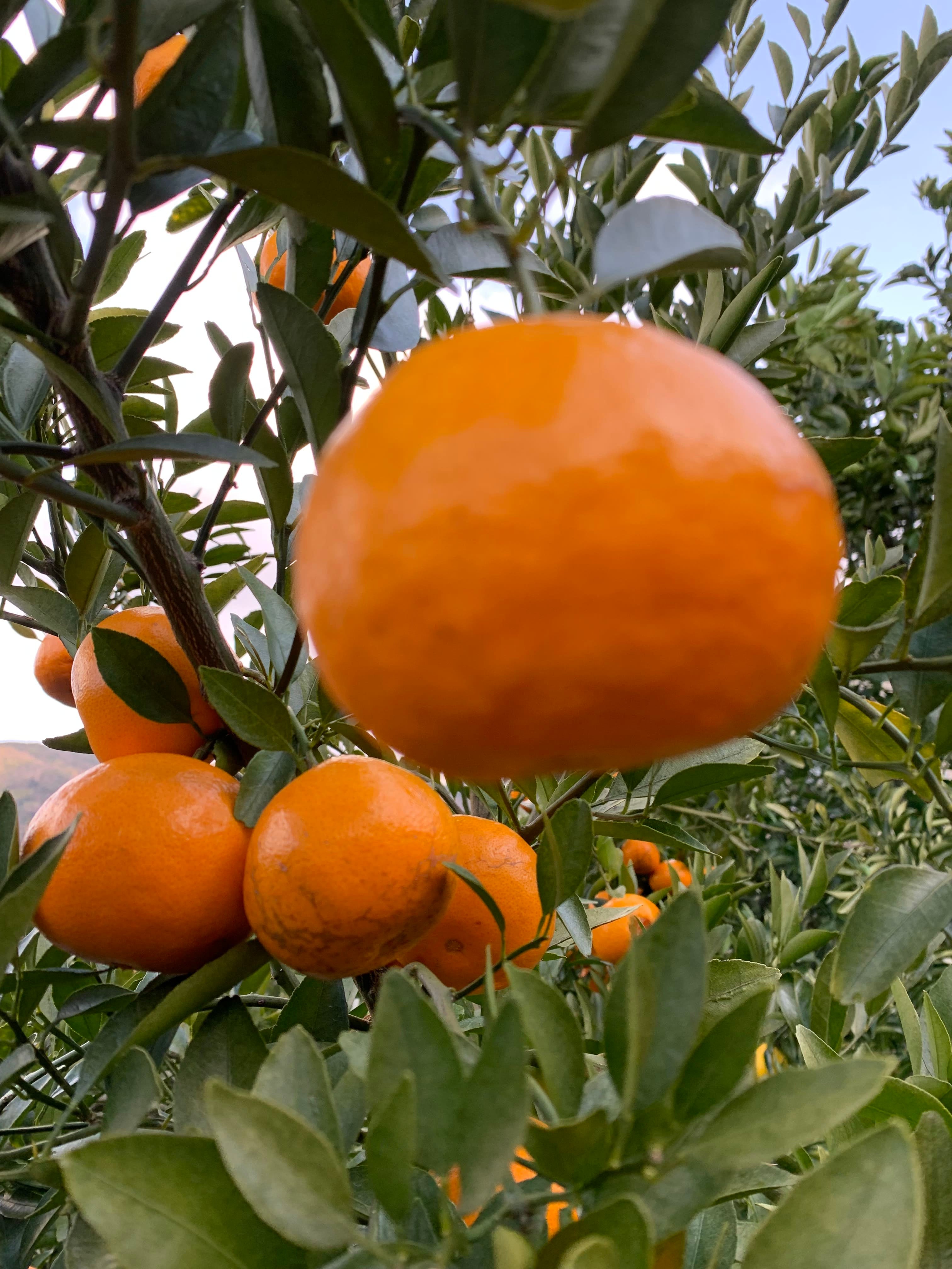 竹吉園 （家庭用）旬の柑橘詰め合わせ約4㎏【ありだっこ】: みかんの里「ありだ」|【JAタウン】産地直送 通販 お取り寄せ