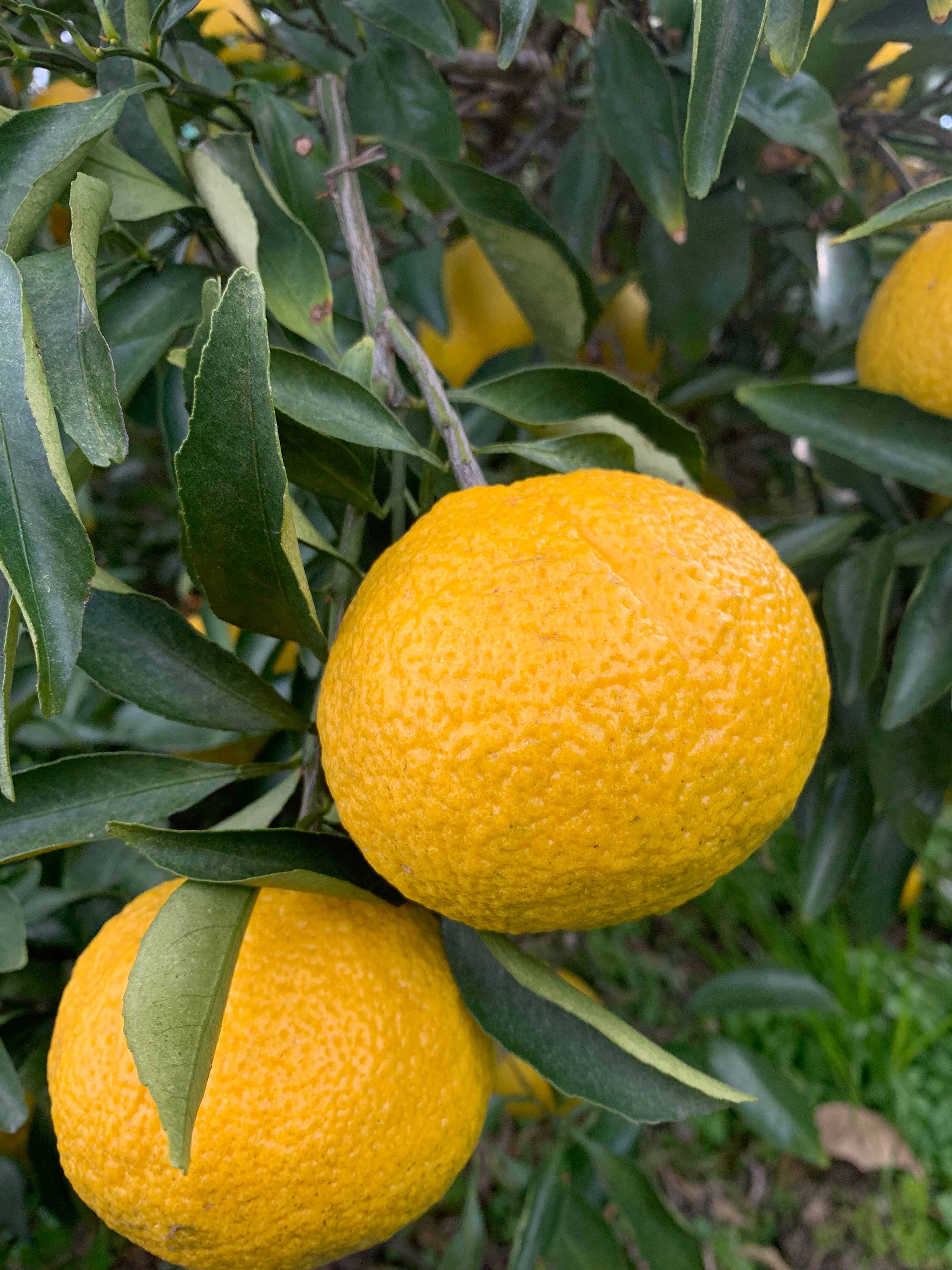 竹吉園 （家庭用）旬の柑橘詰め合わせ約4㎏【ありだっこ】: みかんの里「ありだ」|【JAタウン】産地直送 通販 お取り寄せ
