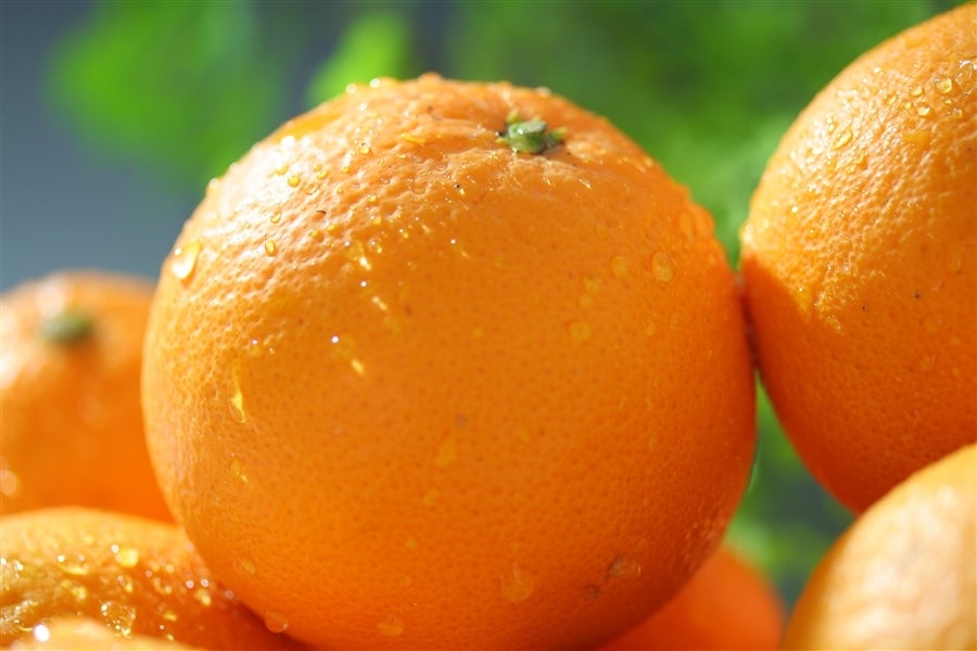 やさしい甘さ 清見 約10kg:2L（紀の里）: ココ・カラ。和歌山マルシェ|【JAタウン】産地直送 通販 お取り寄せ