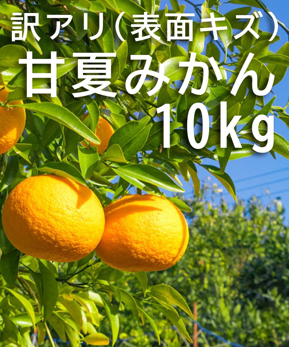 【ご家庭用】甘夏みかん 約10kg（2L～M）【表面キズ(傷)あり】【不揃い】【訳あり】【訳アリ】: ココ・カラ。和歌山マルシェ|【JAタウン】産地直送 通販 お取り寄せ