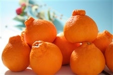 不知火「しらぬひ」 約3kg（2L又はL/12～15個）（紀の里）: ココ・カラ。和歌山マルシェ|【JAタウン】産地直送 通販 お取り寄せ