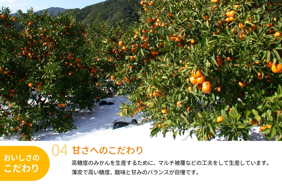 木熟みかん「極天」(小玉サイズ) 3kg 【お歳暮にも】(紀南 木熟みかん「極天」(小玉サイズ) 3kg 【お歳暮にも】(紀南